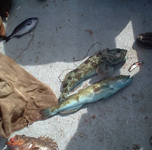 電波釣魚網 - 加州遠征釣紀 (下)